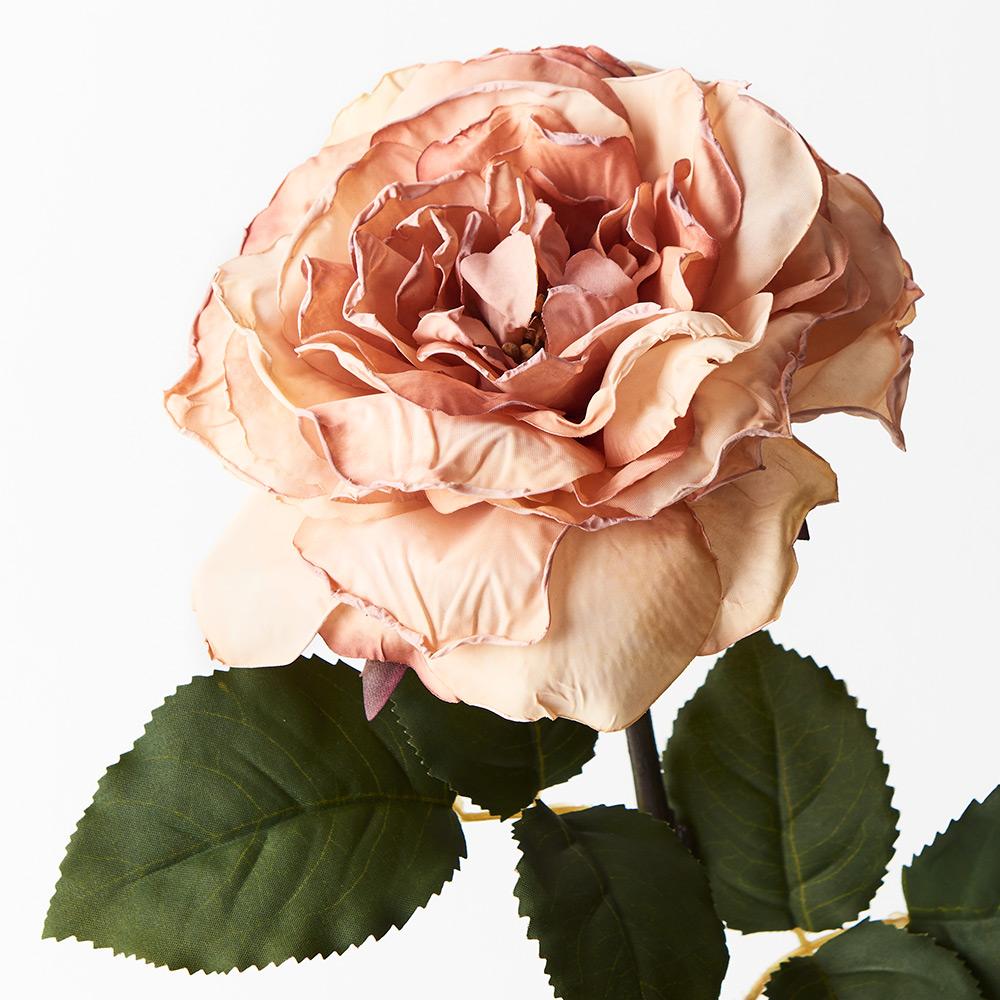 Rose Queen Livia Peach 65cml – Floral Interiors Shop