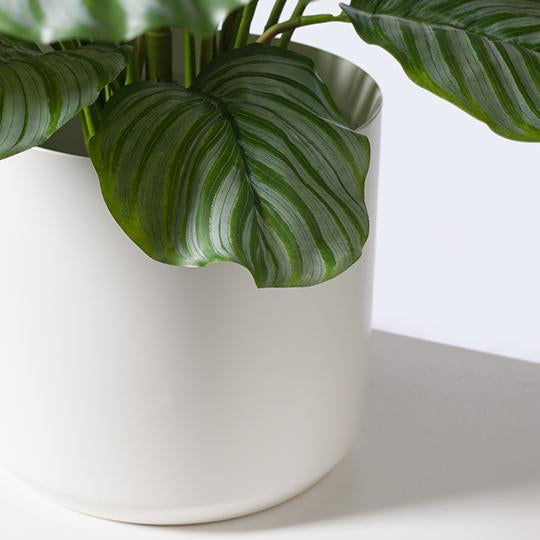 Calathea Plant Green 63cmh – Floral Interiors Shop