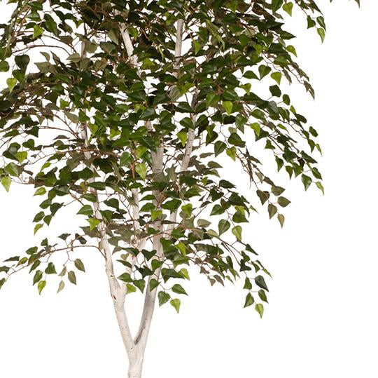 Silver Birch Tree Green 213cmh – Floral Interiors Shop