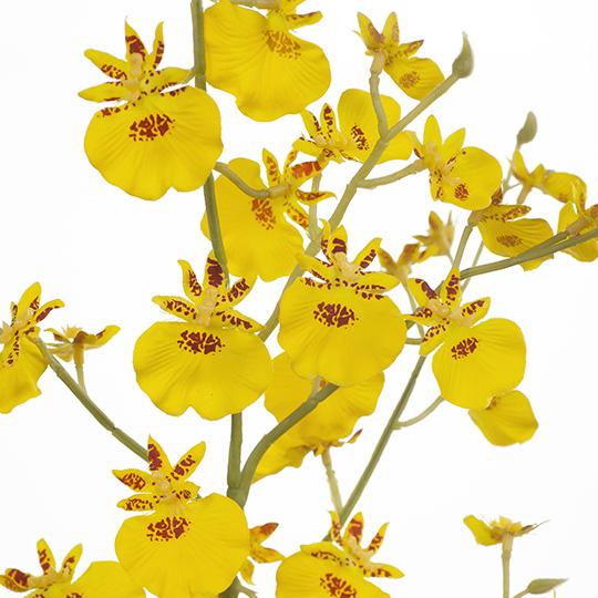 Orchid Dancing Yellow 73cml – Floral Interiors Shop
