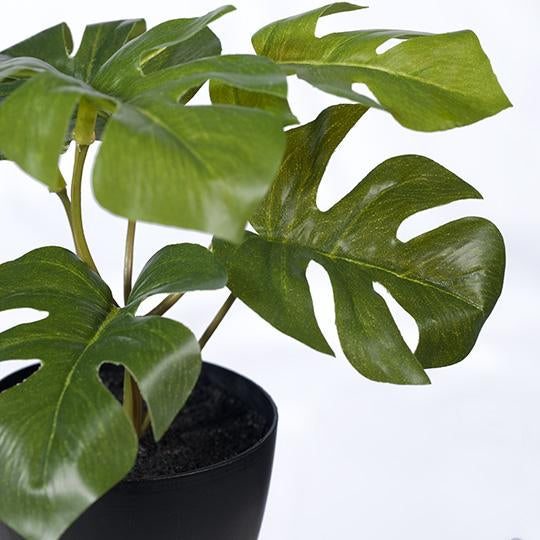 Monstera in Pot Green 15cmh – Floral Interiors Shop